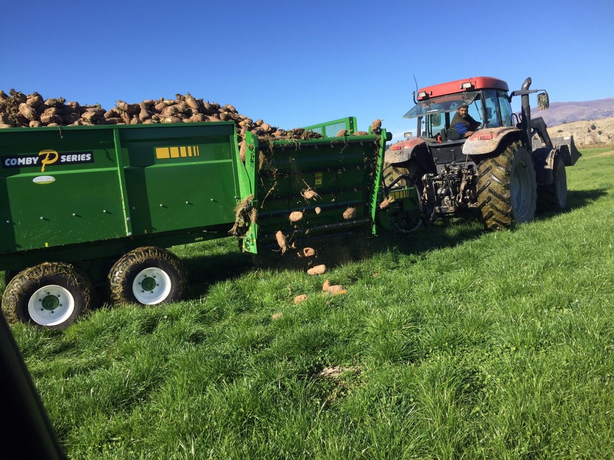 Watch the Comby Feedout Wagon Feeding Fodder Beet | Hustler Equipment